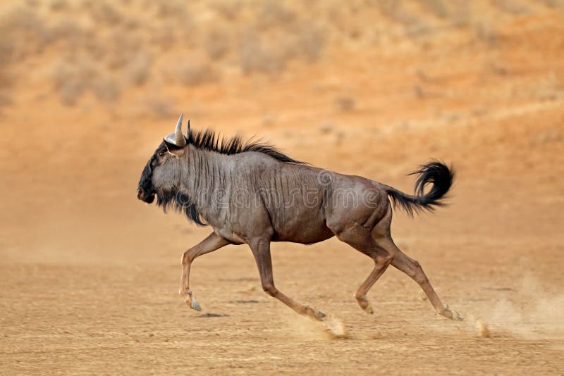 Gnu, Gnu No Deserto De Kalahari, Animais Selvagens Do Safari De África ...