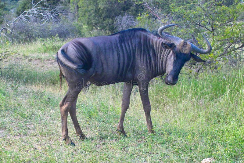 Gnu Blu (Connochaetes Taurinus) Fotografia Stock - Immagine di corsa ...