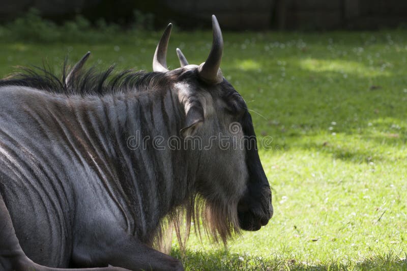 GNU in de dierentuin stock afbeelding. Image of foto - 113626701