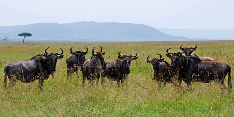 Gnu Herd In Savannah Safari In Kenya Stock Photo - Image of animals ...