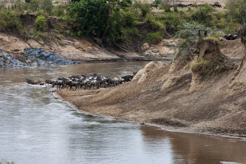 Migration in the Masai Mara Kenya Stock Image - Image of hippo ...