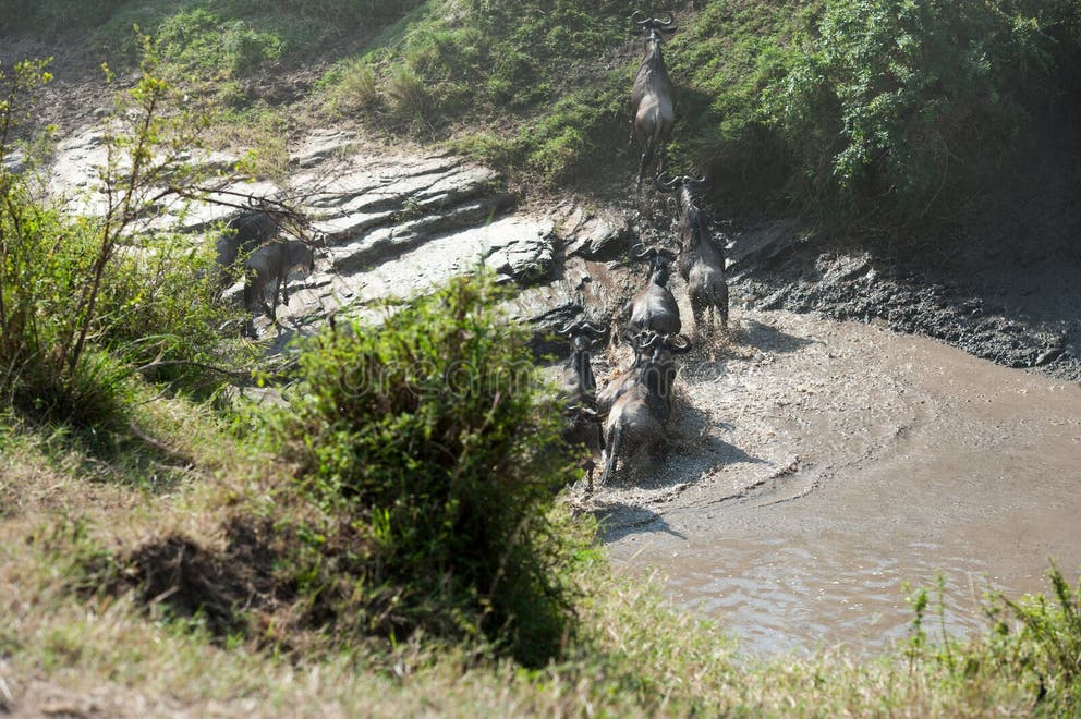 Gnu migration stock photo. Image of mara, africa, hooves - 43725406