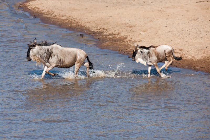 Gnu migration stock photo. Image of migration, africa - 44538580