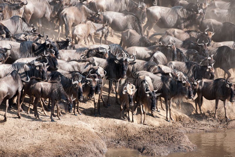 Gnu migration stock photo. Image of migration, africa - 44538580