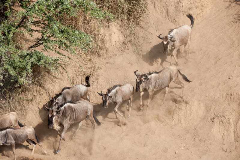 Gnu migration stock photo. Image of migration, africa - 44538580