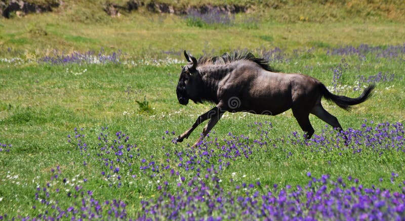 Gnu Running through Blue Flowers Stock Photo - Image of wildebeest ...