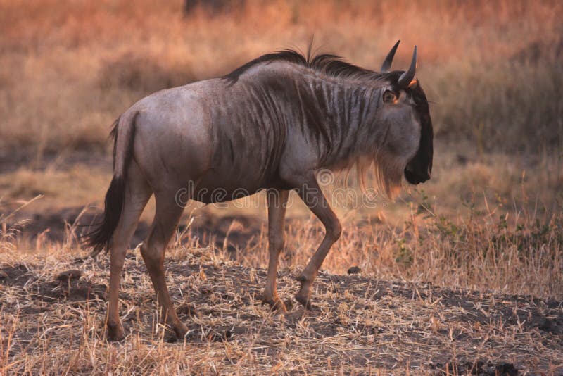 Wildebeest, gnu running stock image. Image of crossing - 154914183