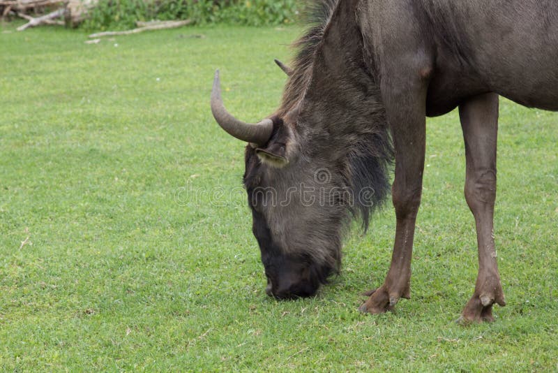 Gnu stock image. Image of brown, animal, face, large - 51272783