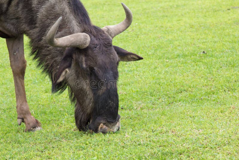 Gnu stock image. Image of large, hair, national, africa - 52099433