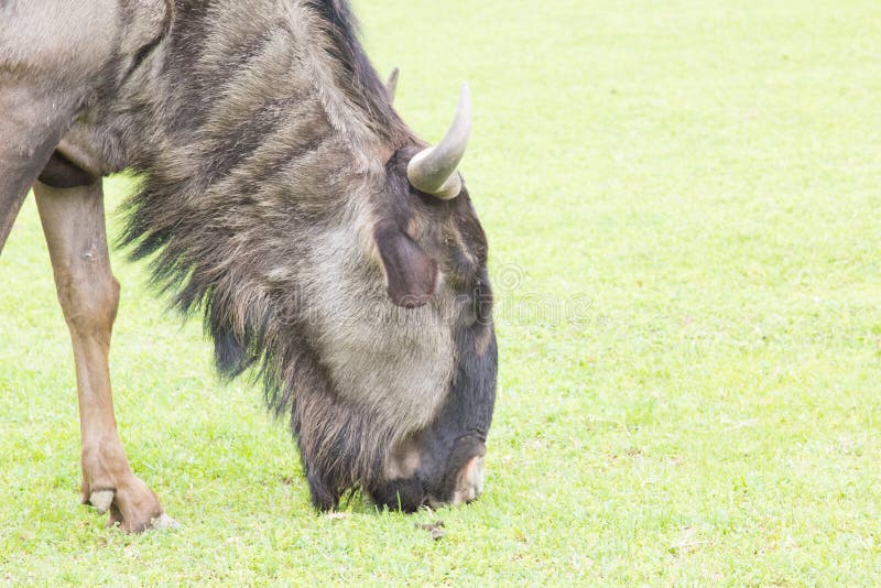 Gnu stock photo. Image of environment, large, cattle - 62541018