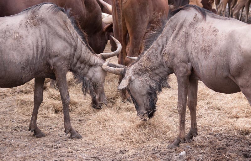 Gnus at the eating stock image. Image of mammal, eating - 10723763