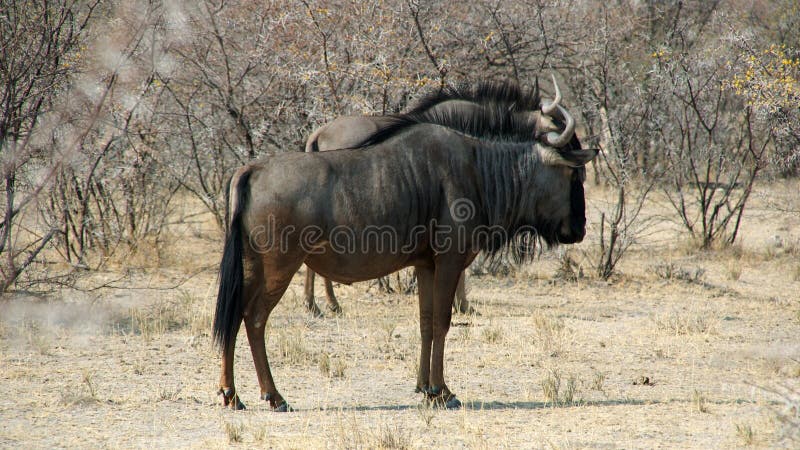 Gnus in savannah stock photo. Image of eating, animal - 1010156
