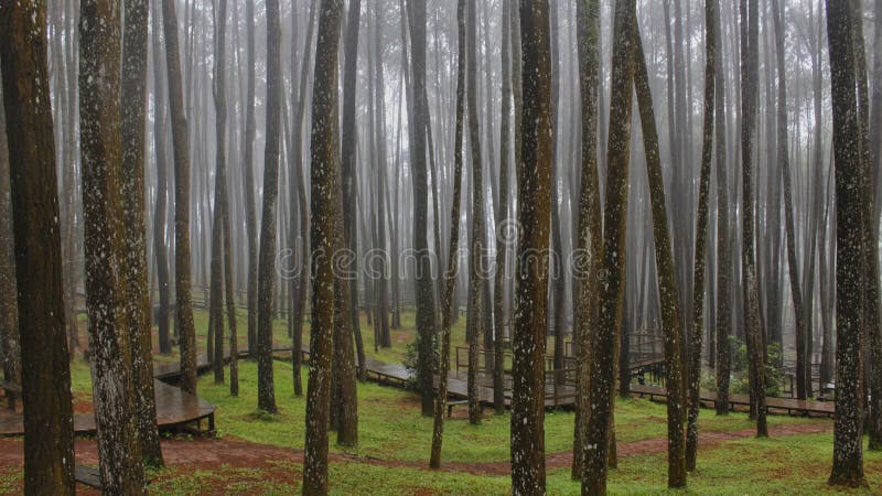 Go into the Forest for Some Peace and Fresh Air Stock Photo - Image of ...