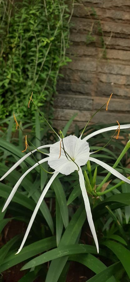 Green Broh Stock Photos - Free & Royalty-Free Stock Photos from Dreamstime