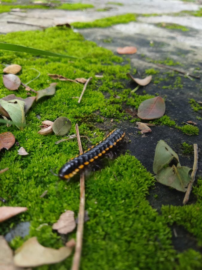 Go Green and insect stock image. Image of nature, garden - 264058703