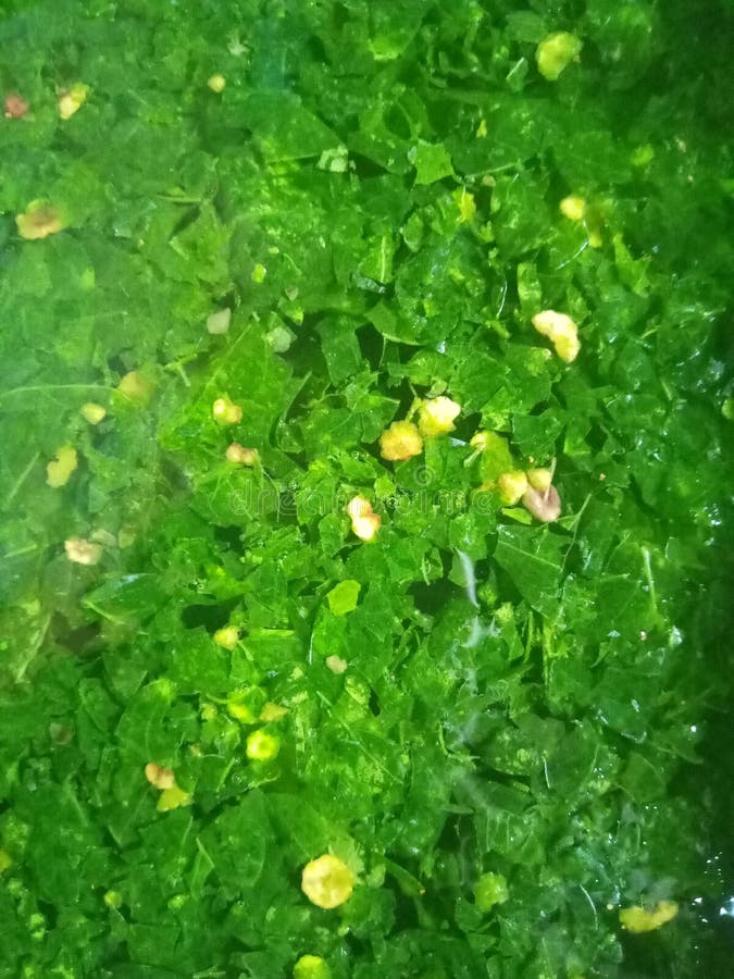 Go green leave under water stock photo. Image of green - 259503008