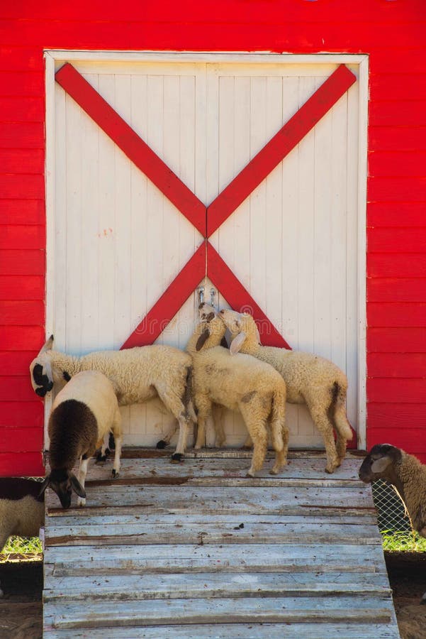 Open Door Sheep Stock Photos - Free & Royalty-Free Stock Photos from ...