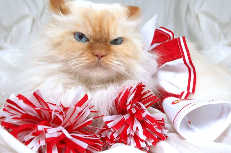 Cats Cheers Stock Photos - Free & Royalty-Free Stock Photos from Dreamstime