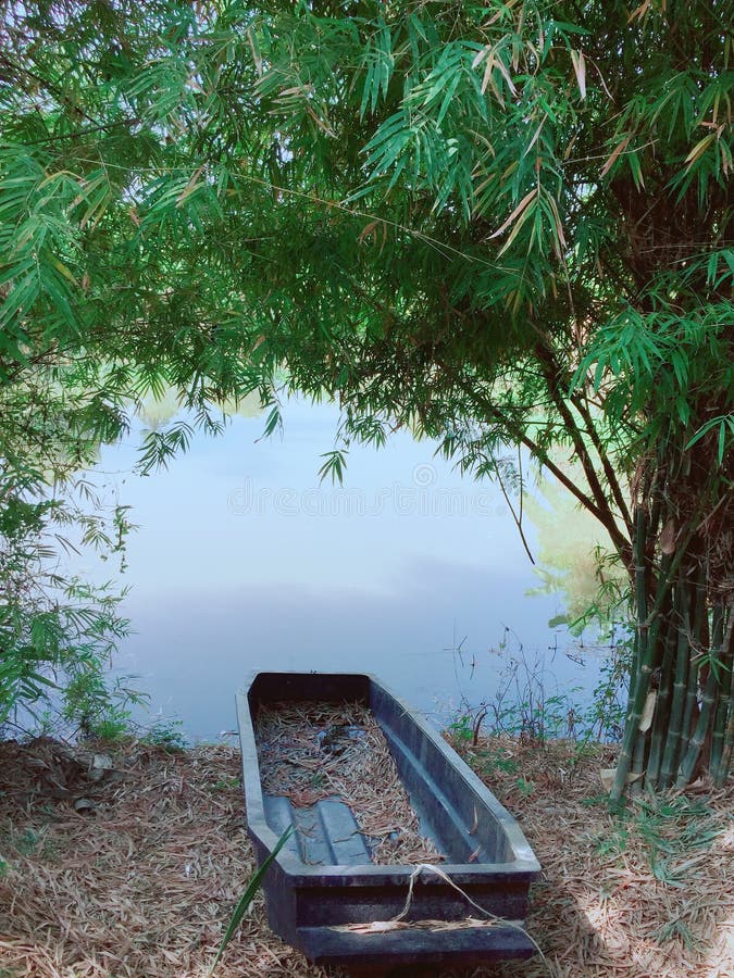 Go on To the River by Boat in the Bamboo Forest Stock Photo - Image of ...