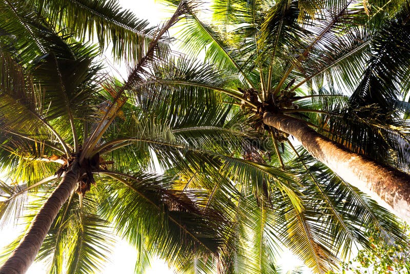 Goa coconut tree stock photo. Image of palm, plantation - 68399404