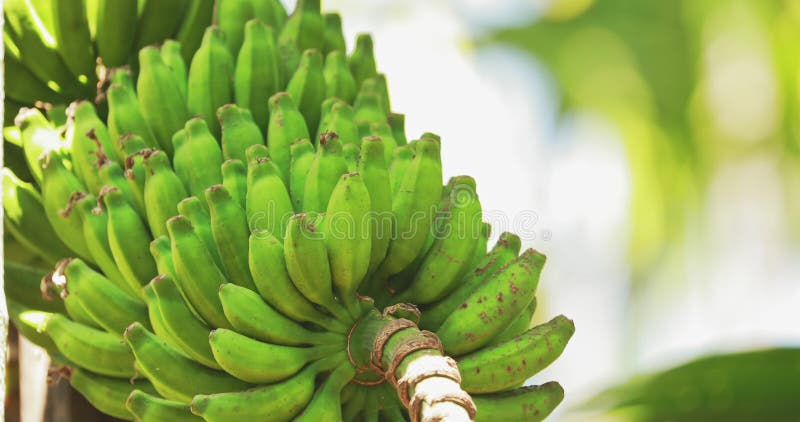 Goa, India. Banana `Tree` Showing Fruit and Inflorescence Stock Video ...