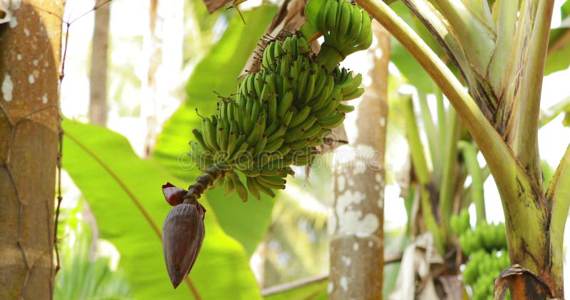 Goa, India. Banana `Tree` Showing Fruit and Inflorescence Stock Video ...