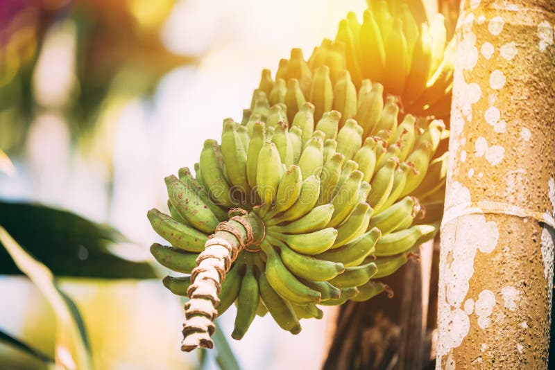 Goa, India. Banana Tree Showing Fruit and Inflorescence Stock Photo ...