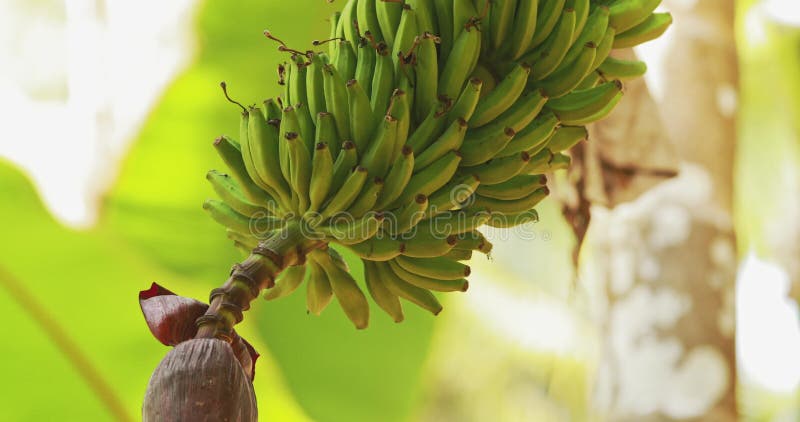 Goa, India. Banana `Tree` Showing Fruit and Inflorescence Stock Video ...