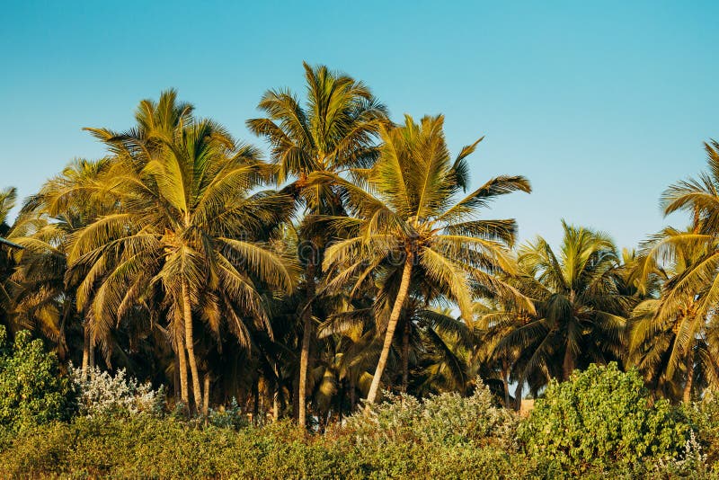 Goa, India. Coconut Trees Palms among Other Greenery in Sunny Day Stock ...