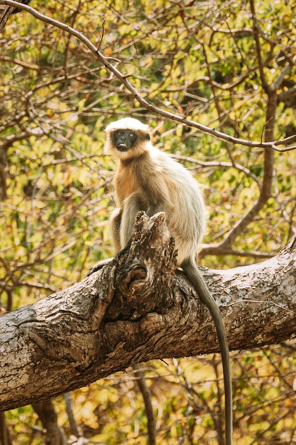 Goa, India. Funny Gray Langur Monkey Sitting on of Tree Stock Photo ...