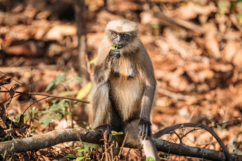 Goa, India. Gray Langur Monkey Eats Fresh Leaves Sitting on a Branch on ...