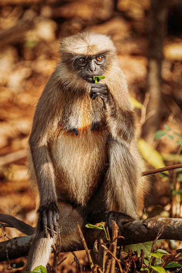 Goa, India. Gray Langur Monkey Eats Fresh Leaves Sitting on a Branch on ...