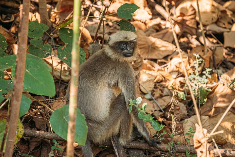 Goa, India. Gray Langur Monkey Sitting on Forest Ground Stock Photo ...