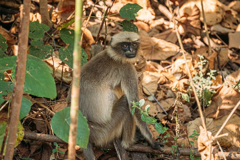 Goa, India. Gray Langur Monkey Sitting on Forest Ground Stock Photo ...