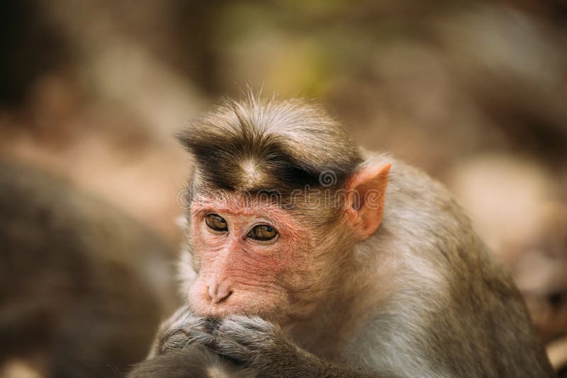 Monkey - Bonnet Macaque (Macaca Radiata) Stock Photo - Image of mammal ...
