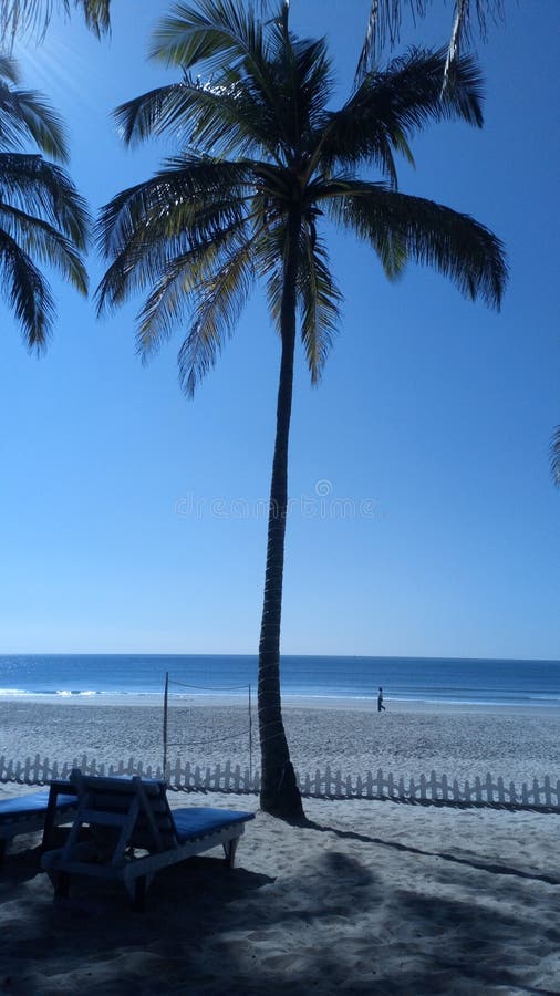 Goa India Palm tree stock image. Image of glass, streetlight - 259372551