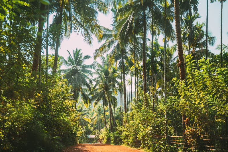 Goa, India. View of Road Lane Path Way Surrounded by Tropical Green ...