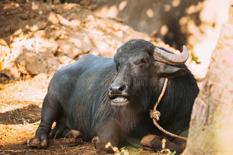 Goa, India. Water Buffalo Lie Resting Under the Sun Stock Photo - Image ...