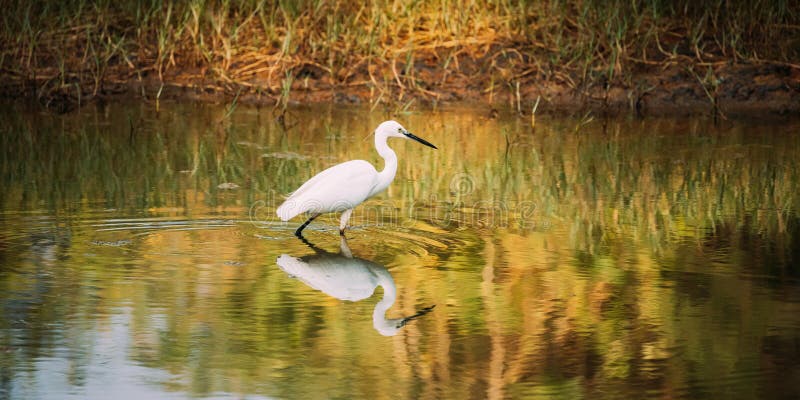 Goa, India. White Little Egret Catching Fish in River Pond Stock Image ...