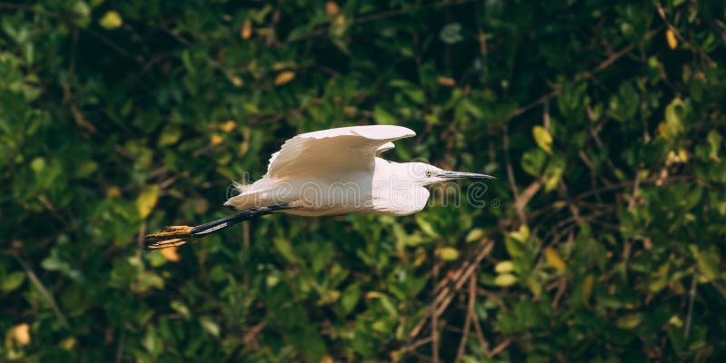 Goa, India. White Little Egret Flying on Background Greenery Stock ...