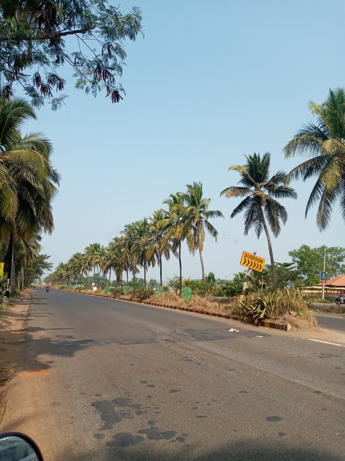 Goa Nature coconut stock photo. Image of cocuut, coconut - 211352054