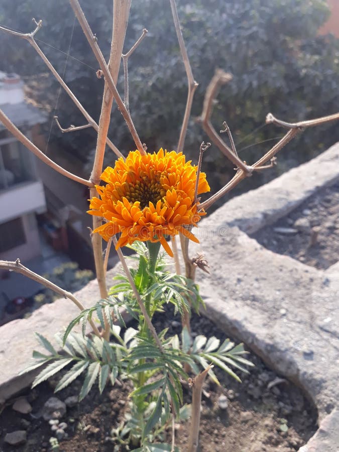 Goalmarry Flower Stock Photos - Free & Royalty-Free Stock Photos from ...