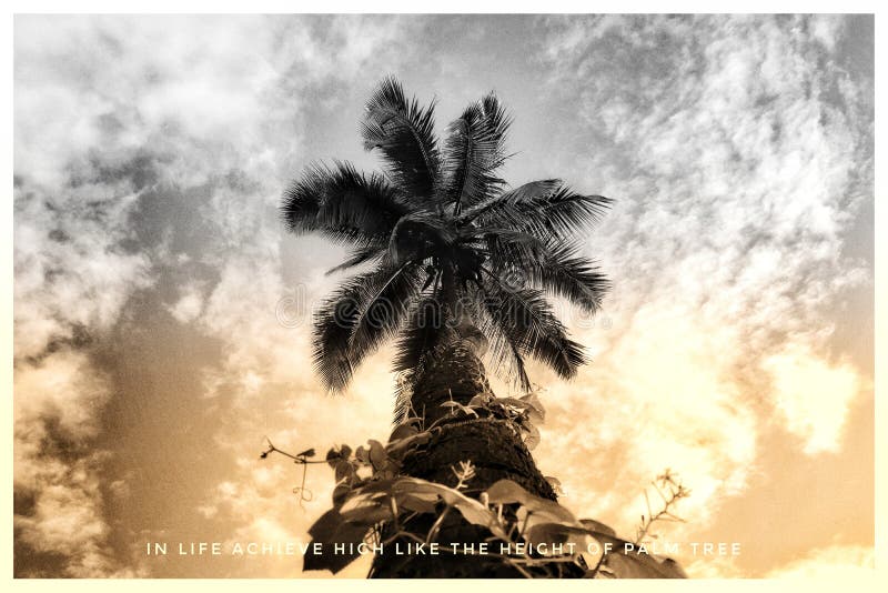 Goan coconut tree stock image. Image of wind, leaf, poster - 192316043