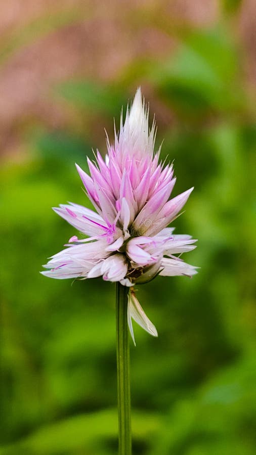 Goan Flowers Rainy Season Flower Stock Image - Image of flowers, food ...