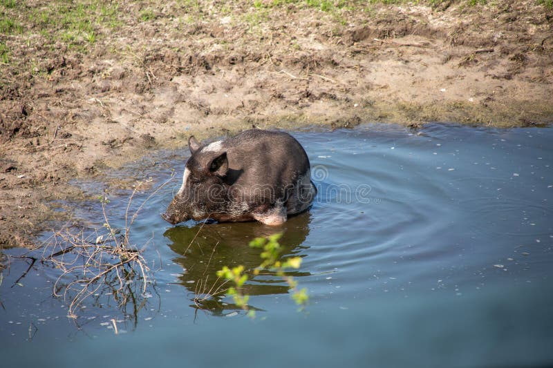 Goan pig stock image. Image of rock, small, waterbird - 334416901