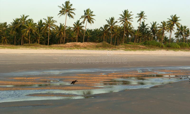 Goan view stock image. Image of indian, serene, shore - 21727407