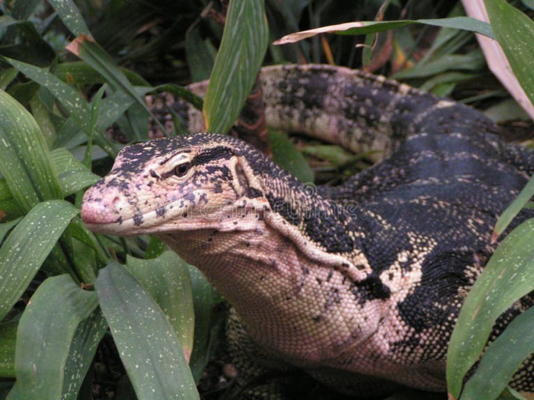 1,516 Goanna Outline Stock Photos - Free & Royalty-Free Stock Photos ...