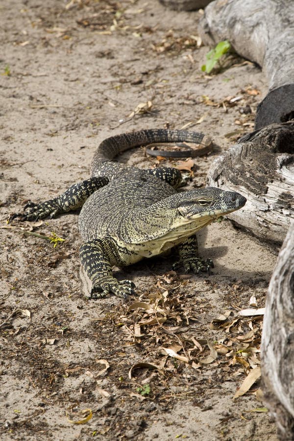 Goanna stock image. Image of monitor, sand, goanna, animal - 13311139