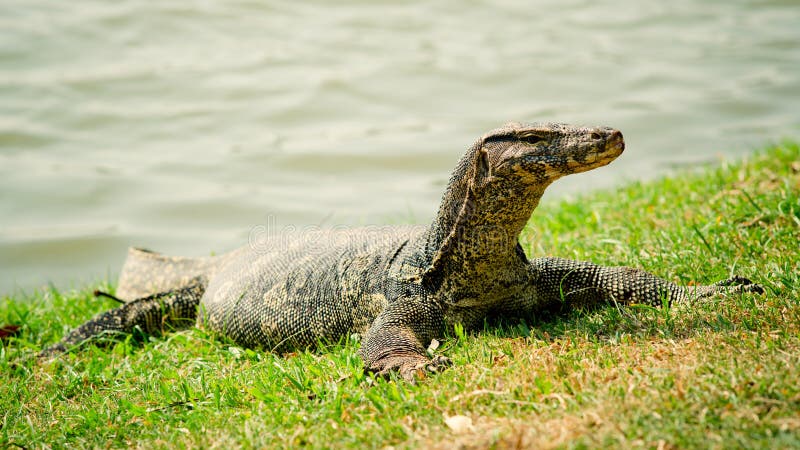 Goanna stock image. Image of predator, green, nature - 17823327