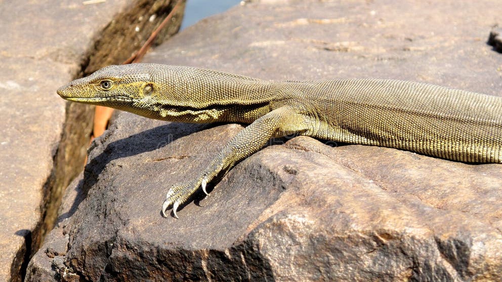 136 Water Goanna Australia Water Stock Photos - Free & Royalty-Free ...